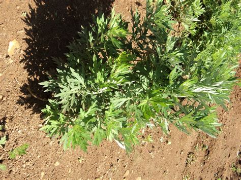 MASSAGEM RELAXANTE E ARTEMISIA VULGARIS A ERVA DA CURA ARTEMÍSIA