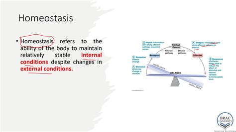 SOLUTION Physiology Regulation Of Body Temperature Easy Class Lecture