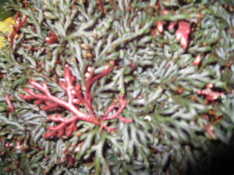 Online Plant Guide Selaginella Erythropus Sanguinea Ruby Red Club