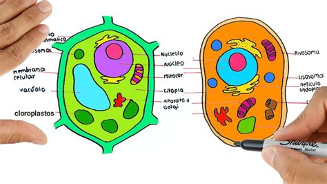 Cuales Son Las Partes De Celula Vegetal Rincon Dibujo