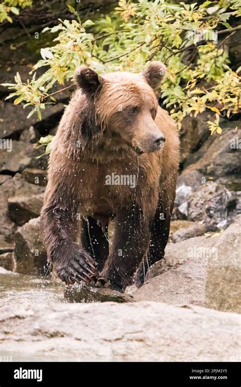 Alaska Lake Clark Wet Grizzly Bear Walking Stock Photo Alamy