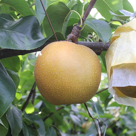 梨の通販 百華園 梨販売 奈良吉野大阿太高原から産地直送甘くて美味しい廿世紀梨豊水梨幸水梨清澄梨秋月梨新高梨
