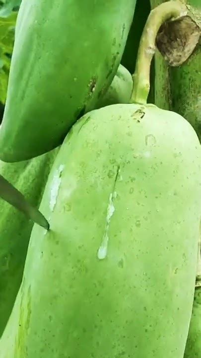 Shortvideo Winchie Viralvideo Youtube