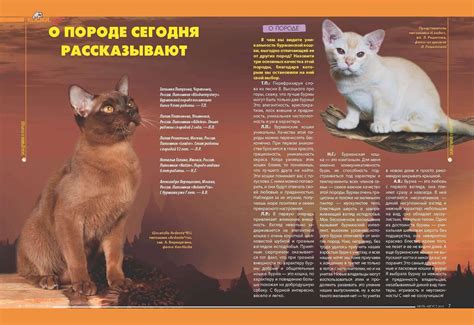 Рейтинг из 10 самых злых пород кошек в мире с описанием характера