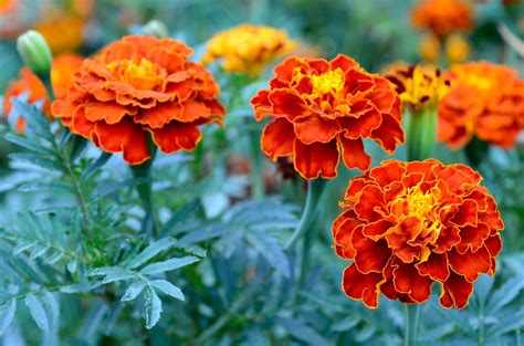 Marigold Description Species Uses And Facts Britannica