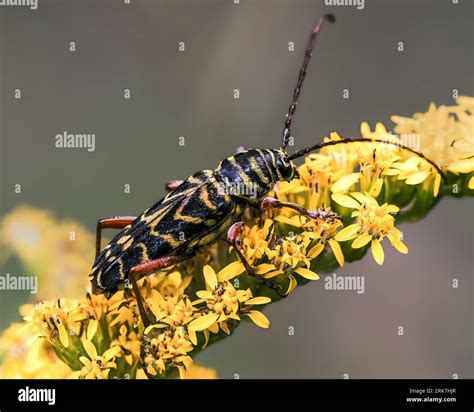 A Black And Yellow Locust Borer Longhorn Beetle Megacyllene Robiniae