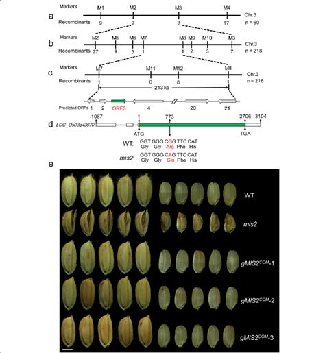 Map Based Cloning Of Mis2 And Genetic Complementation A The Mis2