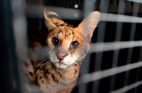 African Serval Saved After Surviving Winter In Rural Missouri