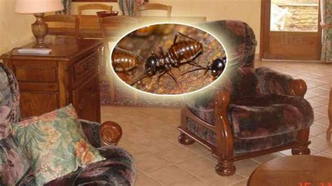 How To Protect Your Furniture From Termites