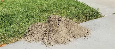 How To Identify The Mounds And Holes Of Gophers Moles And Ground Squirrels
