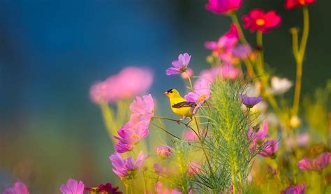 সুন্দর সুন্দর ফুলের ছবি ও পিকচার ডাউনলোড