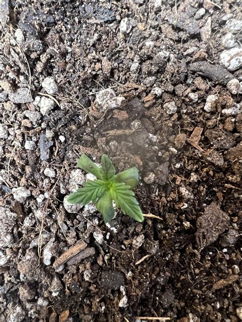 Is This A Good Mutation Chem Dela Creme I Posted In Another Sub And