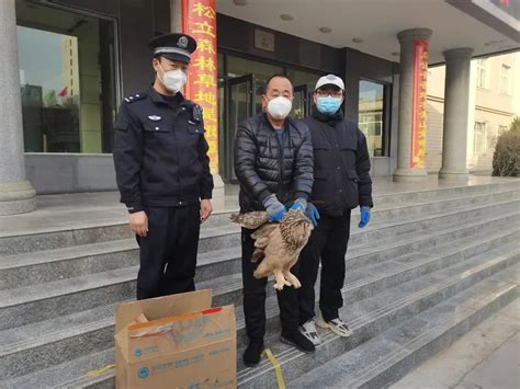 【基层动态】靖远县公安局平堡派出所救助一只国家二级保护动物雕枭澎湃号·政务澎湃新闻 The Paper