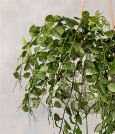 Button Leaf Hanging Bush Green