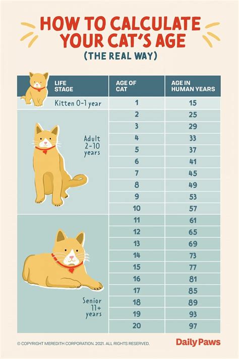 Cat Weight And Age Chart Convert Cat To Human Age Chart And