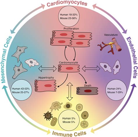 M Cells Of Myocardium