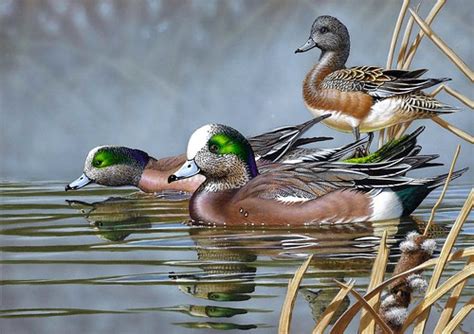 Maryland Migratory Game Bird Stamp Design Contest Now Open The BayNet