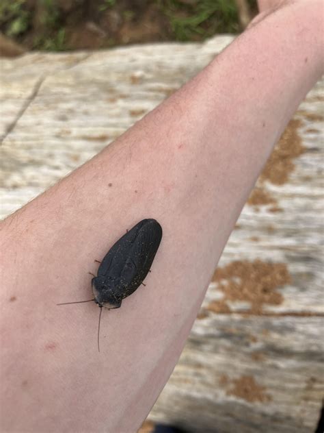 What Kind Of Roach Did I See R Roaches