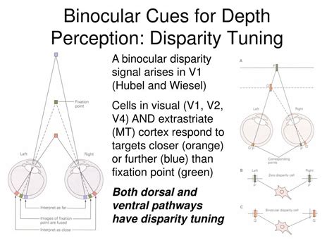 Ppt Perception Of Motion Depth And Form Powerpoint Presentation