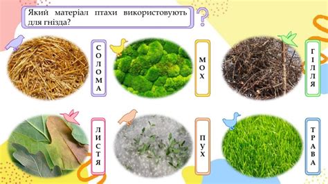Презентація Чому птахи вють гнізда