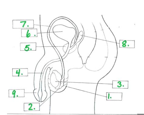 Male Anatomy Diagram Quizlet