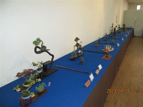手のり盆栽楽游会31回展示会