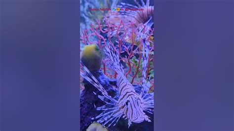 Colour Full Fish 🐠🐟 In The Aquariumfish Lover Different Types Of