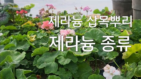 제라늄삽목 뿌리 제라늄 꽃종류 11월 예쁜 꽃 식물 Youtube