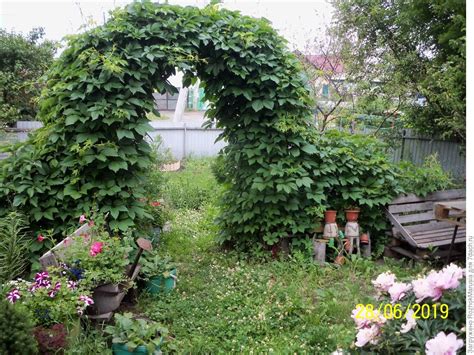 Девичий виноград на даче (60 фото) - красивые картинки и HD фото
