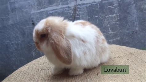 Kelinci Holland Lop Broken Orange - YouTube