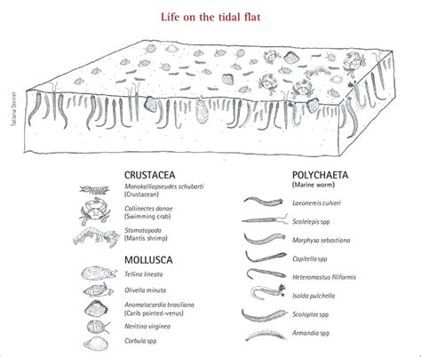 Distribution Of The Most Common Species Of Benthic Macrofauna In The Download Scientific
