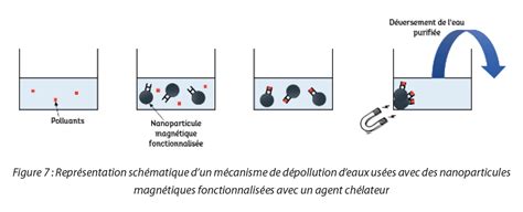 The Magnetic Power Of Nanoparticles Magnetic Cell Sorting
