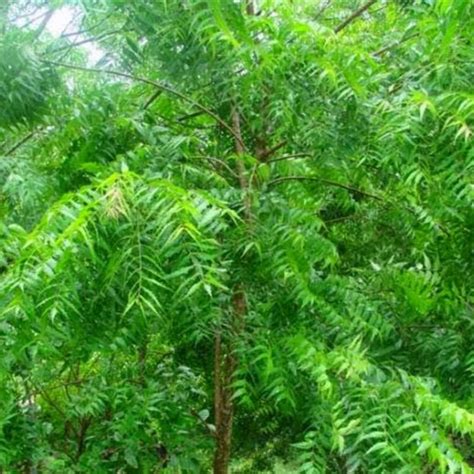 Daun Mambu Semambu Fresh Dari Kampung Shopee Malaysia