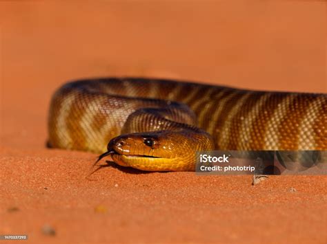 Woma Python Aspidites Ramsayi Also Ramsays Python Sand Python Or Woma