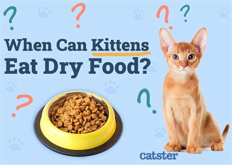 When Can Kittens Eat Dry Food Vet Approved Facts And Faq Catster