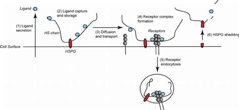 Proposed Roles Of Hspgs In Growth Factor Morphogen Signaling Locally