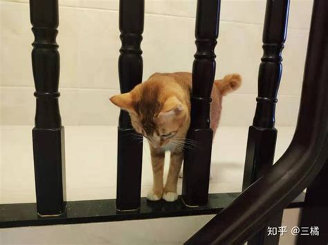 猫咪图鉴 麒麟猫 知乎