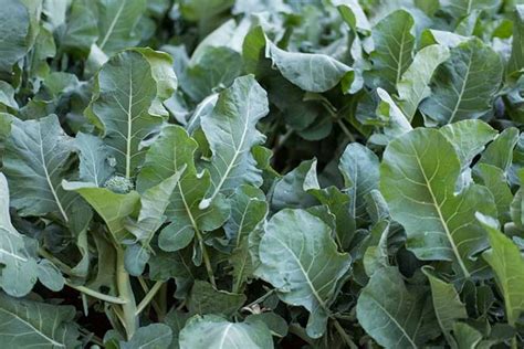How To Grow Broccolini Gardeners Path