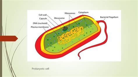 Structure And Classification Of Microbes Pptx