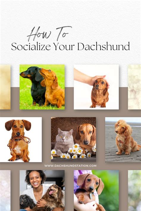 7 Easy Ways To Socialize Your Dachshund Puppy Artofit