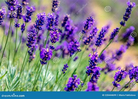 Close Up View Of Colourful Purple Lavender Flowers Stock Image Image