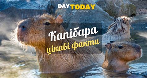 Цікаві факти про капібару Day Today