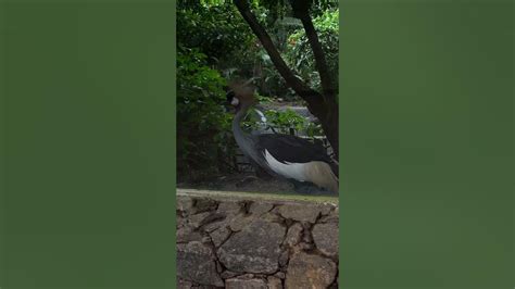 කිරැළු කොකා Birds Youtube