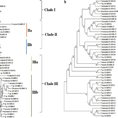 Phylogenetic Tree Constructed Using Maximum Parsimony Method With