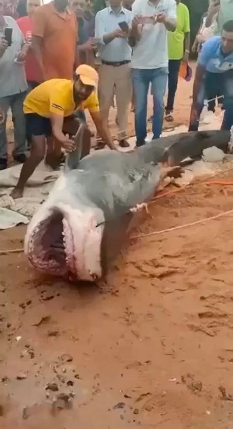 Shark Eats Man Alive As Victims Remains Found Inside Beast After