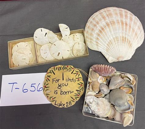 Sea Shell Assortment
