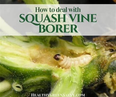 Squash Vine Borer Prevention And Control Methods To Save Your Squash
