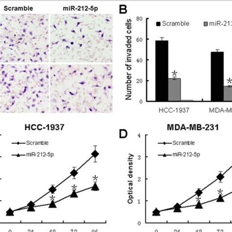 Mir 212 5p Overexpression Inhibits Cell Proliferation And Invasion In