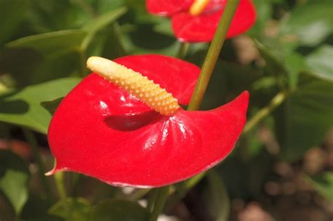 안스리움 꽃 안스리움 키우기 네이버 블로그