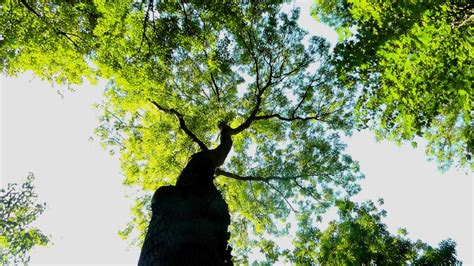 Free Images Nature Forest Branch Light Sun Sunlight Leaf
